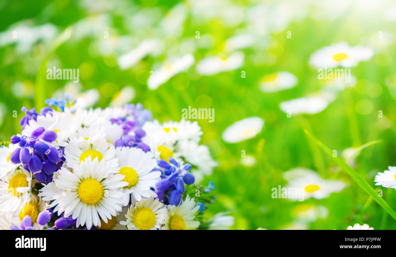 Daisies, forget-me-nots and grape hyacinths on the flower meadow Stock ...