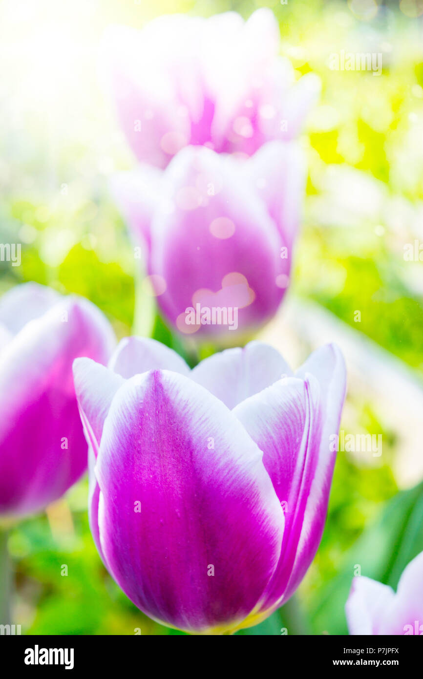 Tulips in the sunshine, spring flowers Stock Photo - Alamy