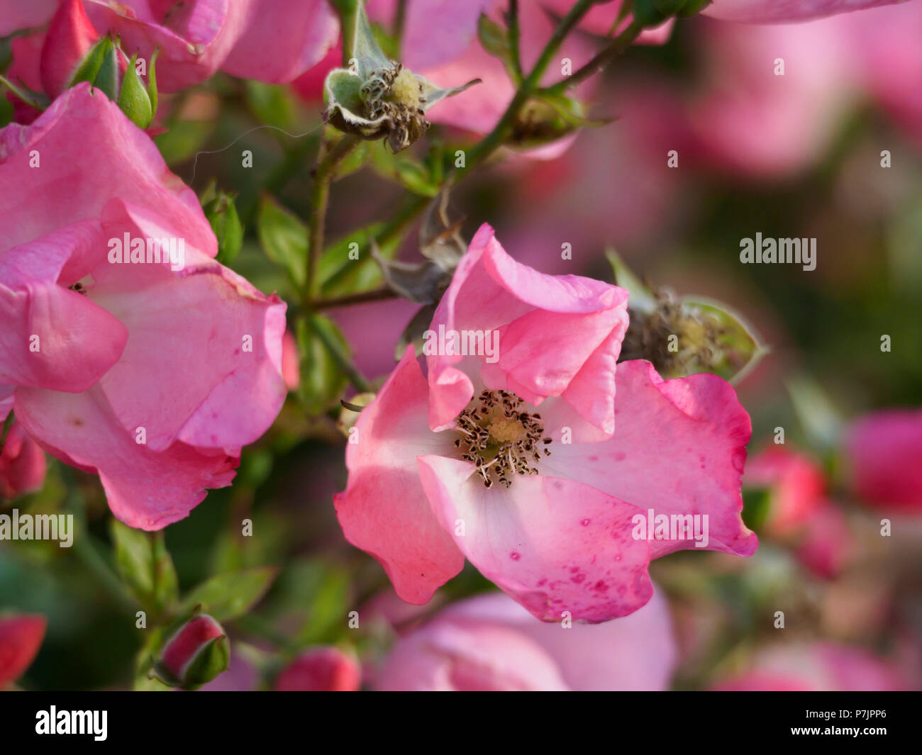 Planting pink rose bush hi-res stock photography and images - Alamy