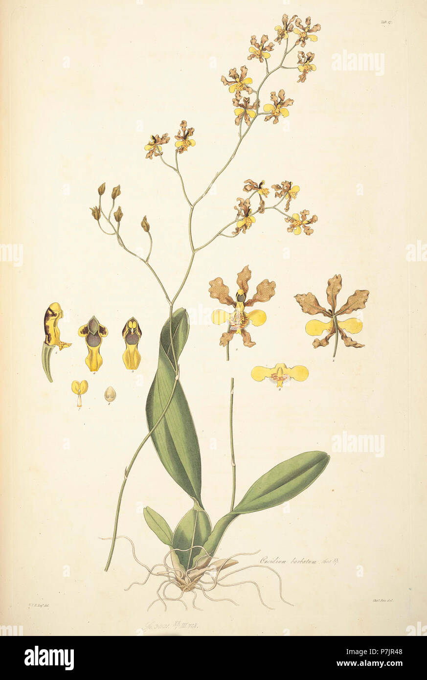 27 Oncidium barbatum - John Lindley - Collectanea botanica (1821 Stock ...