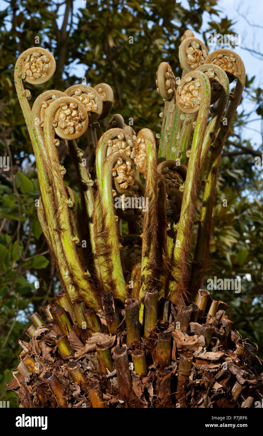 New growth of a Tree Fern Stock Photo - Alamy
