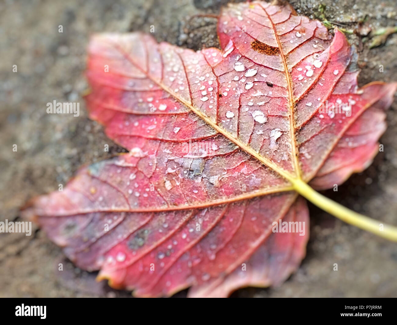 Coloured raindrops hi-res stock photography and images - Alamy