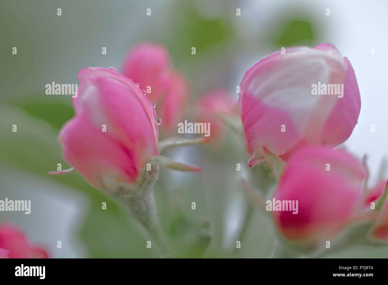 Flower buds, apple, malus Stock Photo - Alamy
