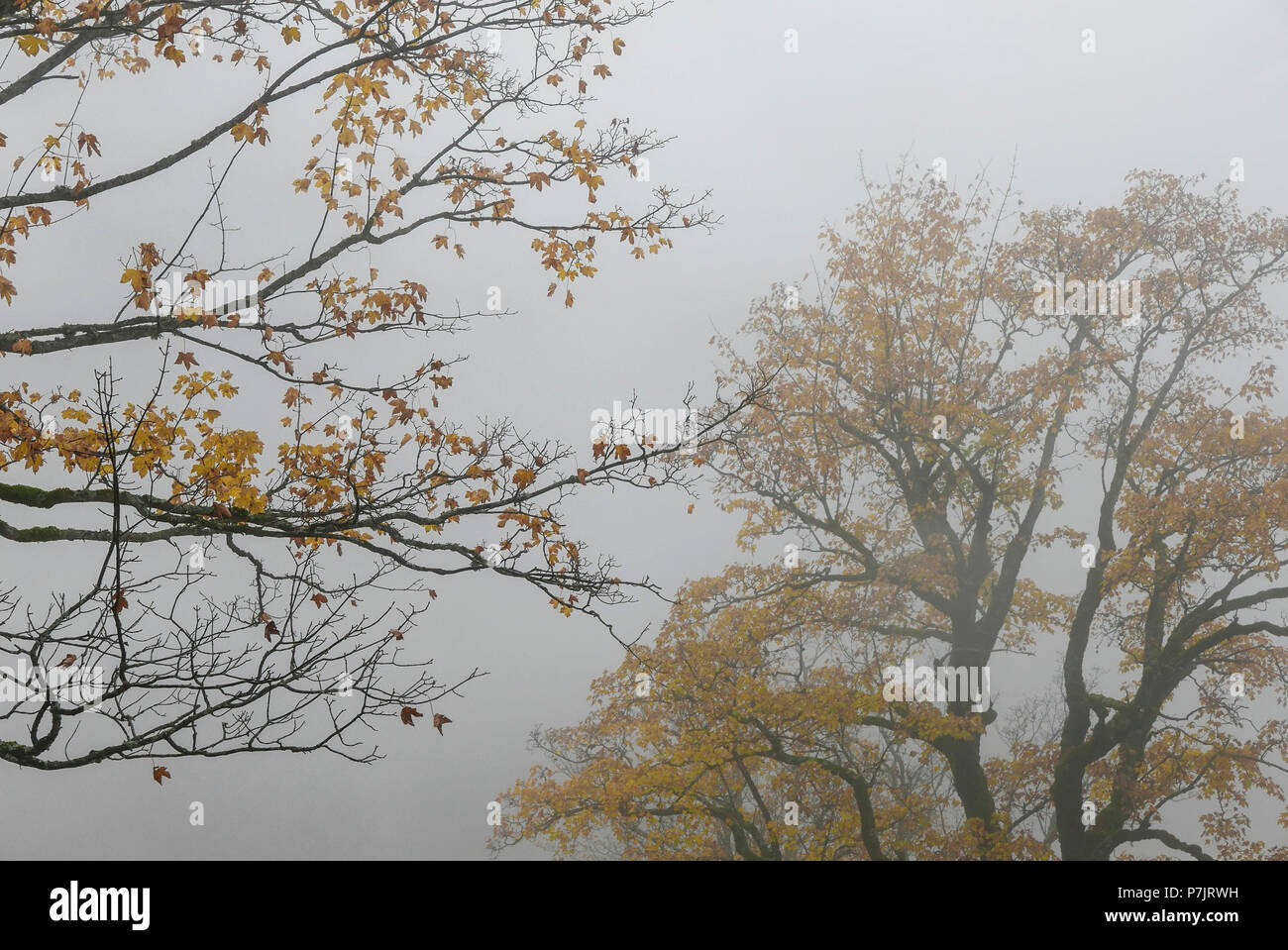 Sycamore maples hi-res stock photography and images - Alamy
