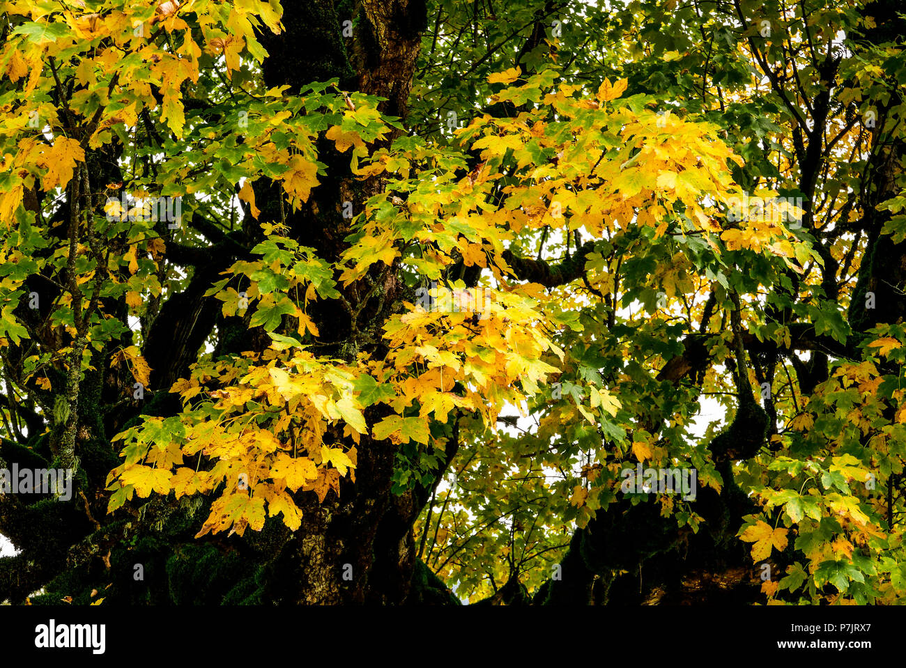 Yellow leaves of sycamore maple, Tyrol Stock Photo - Alamy