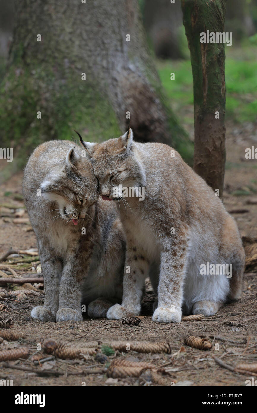 Northern lynxes hi-res stock photography and images - Alamy