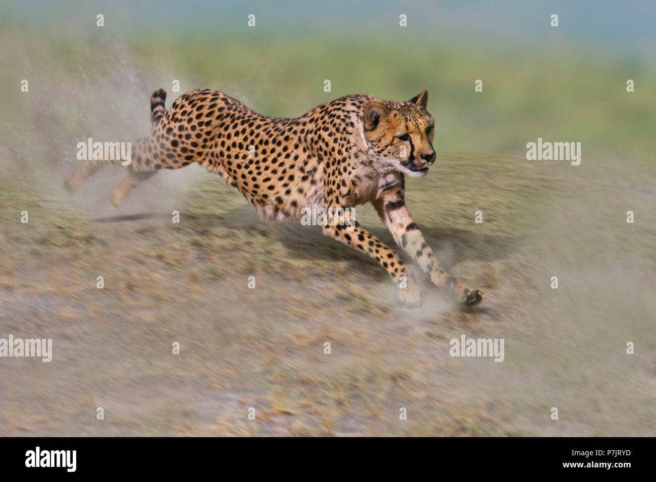 Hunting cheetah, Acinonyx jubatus, East Africa Stock Photo - Alamy
