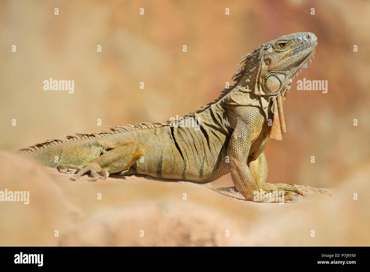 Leguan lizard hi-res stock photography and images - Alamy