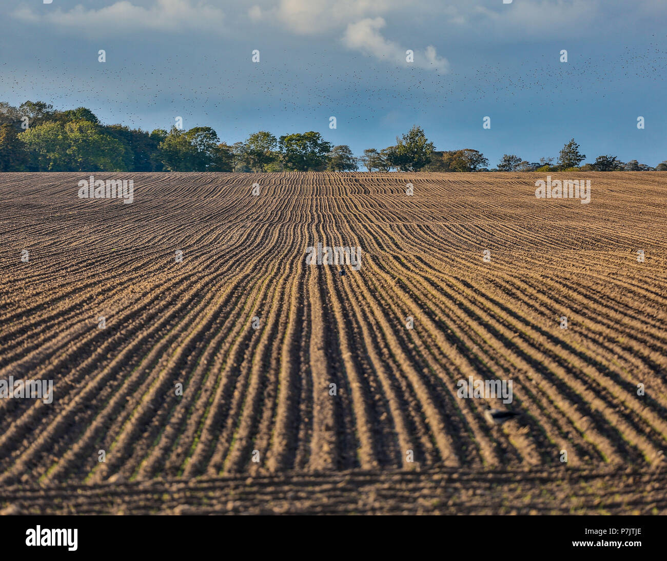 Ploughed and harrowed field hi-res stock photography and images - Alamy