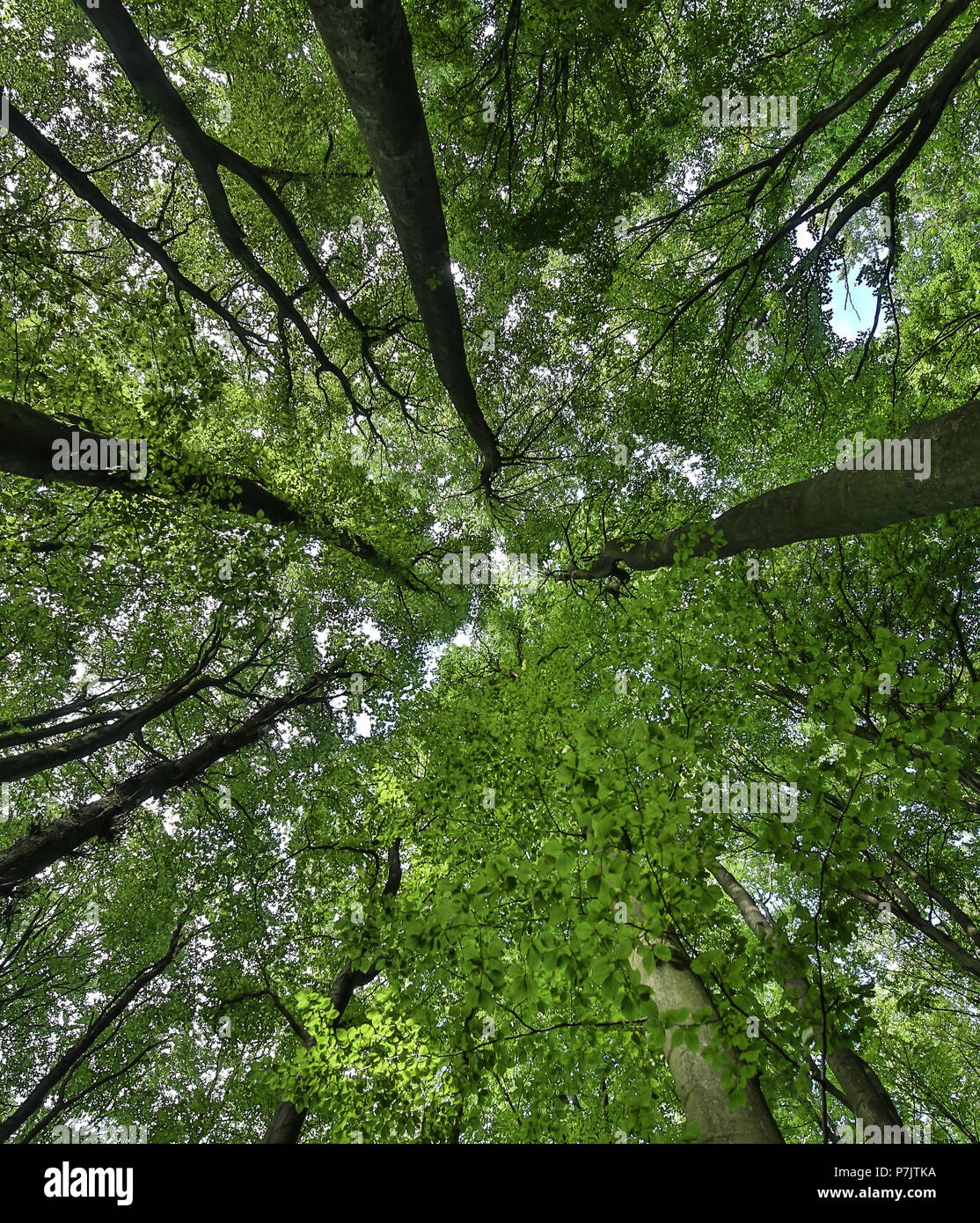 Tree canopy from below hi-res stock photography and images - Alamy