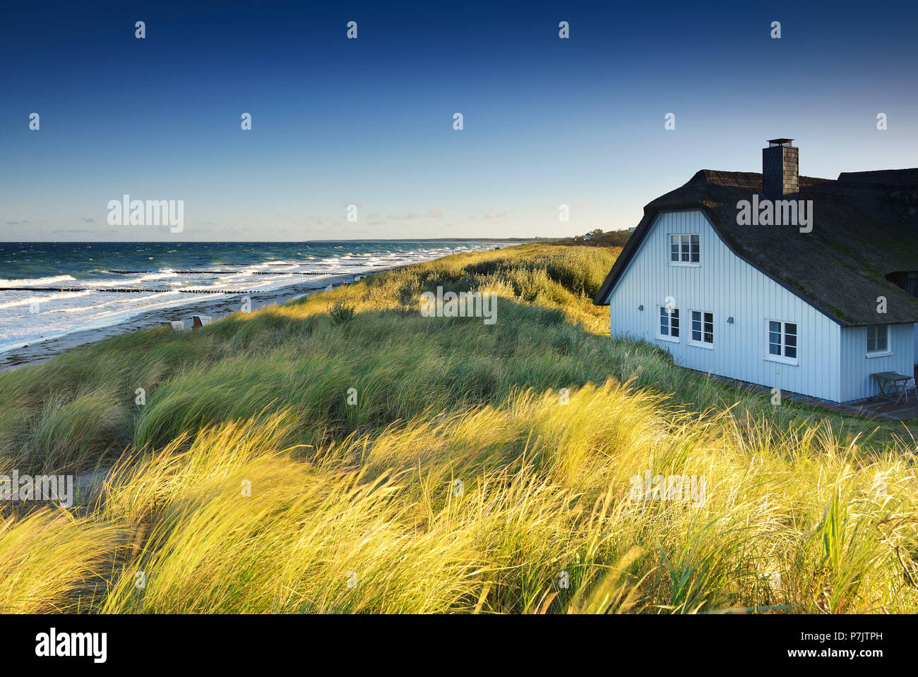 Germany, Mecklenburg-Western Pomerania, Fischland-Darß-Zingst, Darss ...