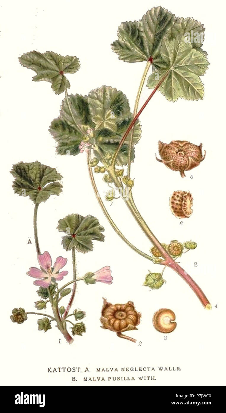 Malva image hi-res stock photography and images - Alamy