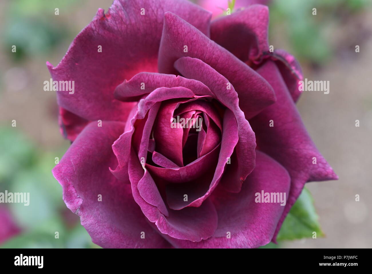 Purple rose and nature hi-res stock photography and images - Alamy