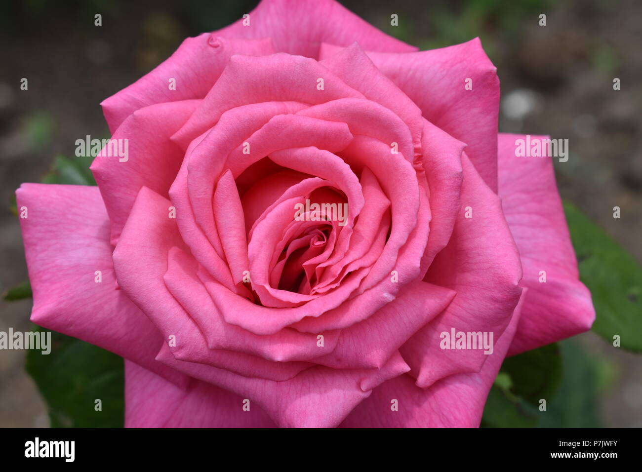 Bright Pink Rose Stock Photo - Alamy
