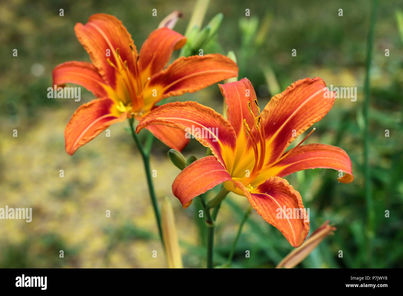 Hemerocallis hi-res stock photography and images - Alamy