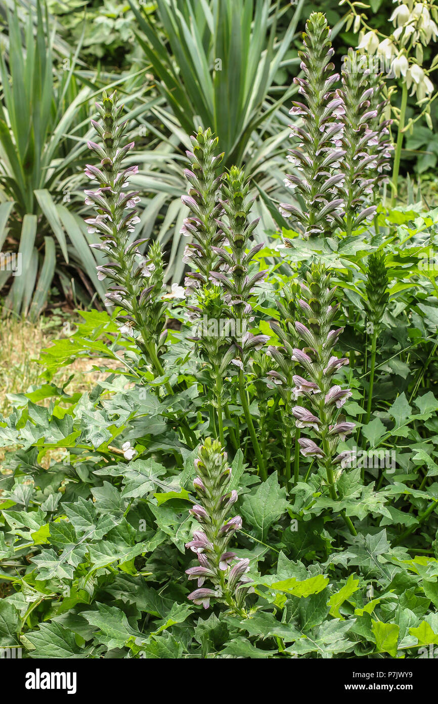 Acanthaceae family hi-res stock photography and images - Alamy