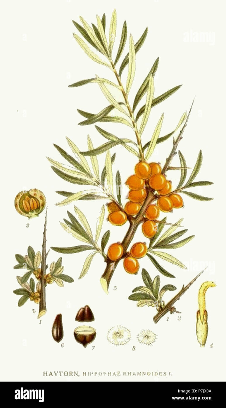 243 Hippophae rhamnoides Stock Photo - Alamy