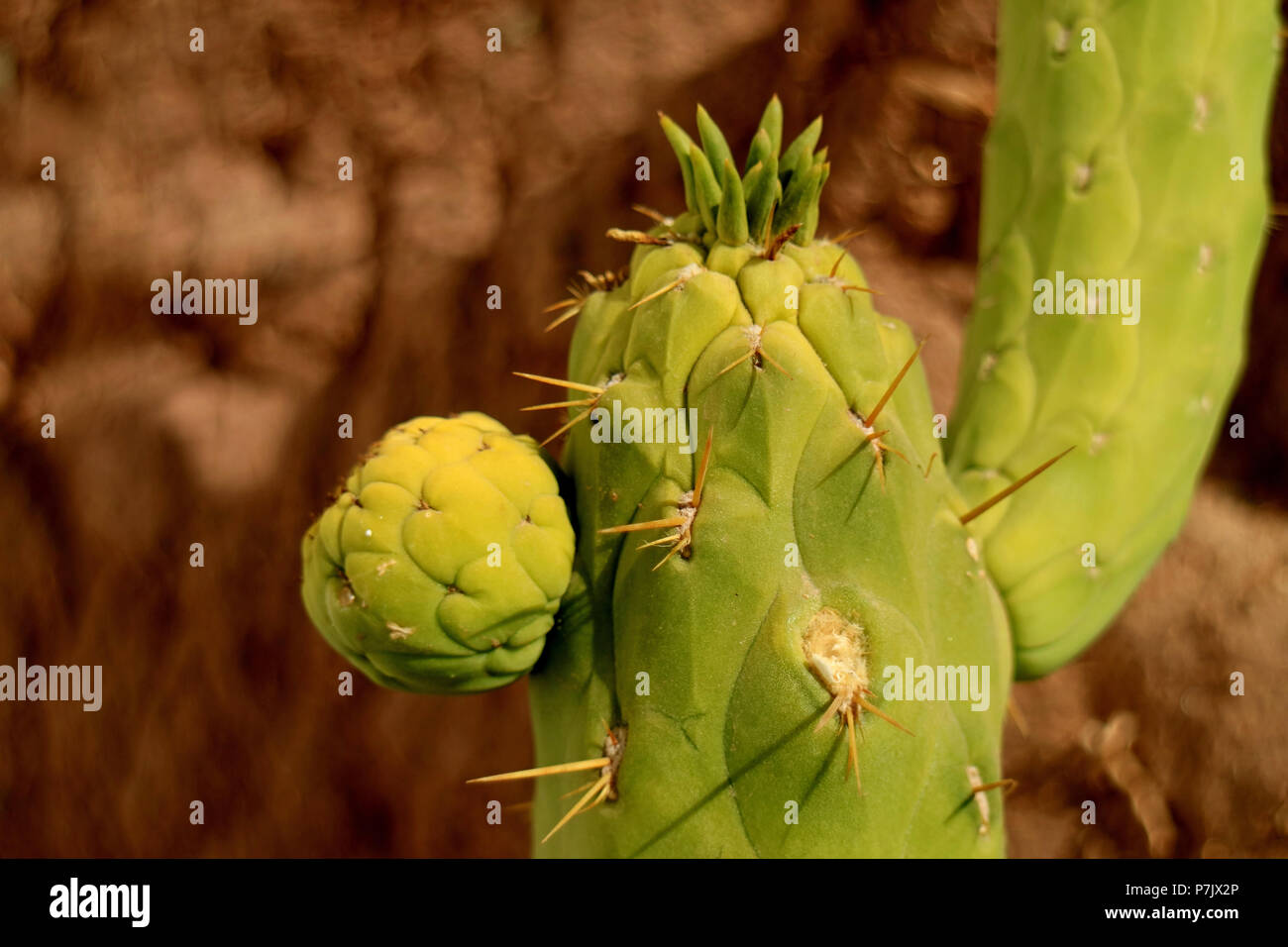 Close up of bright green Cactus in the sunlight, Atacama desert of ...