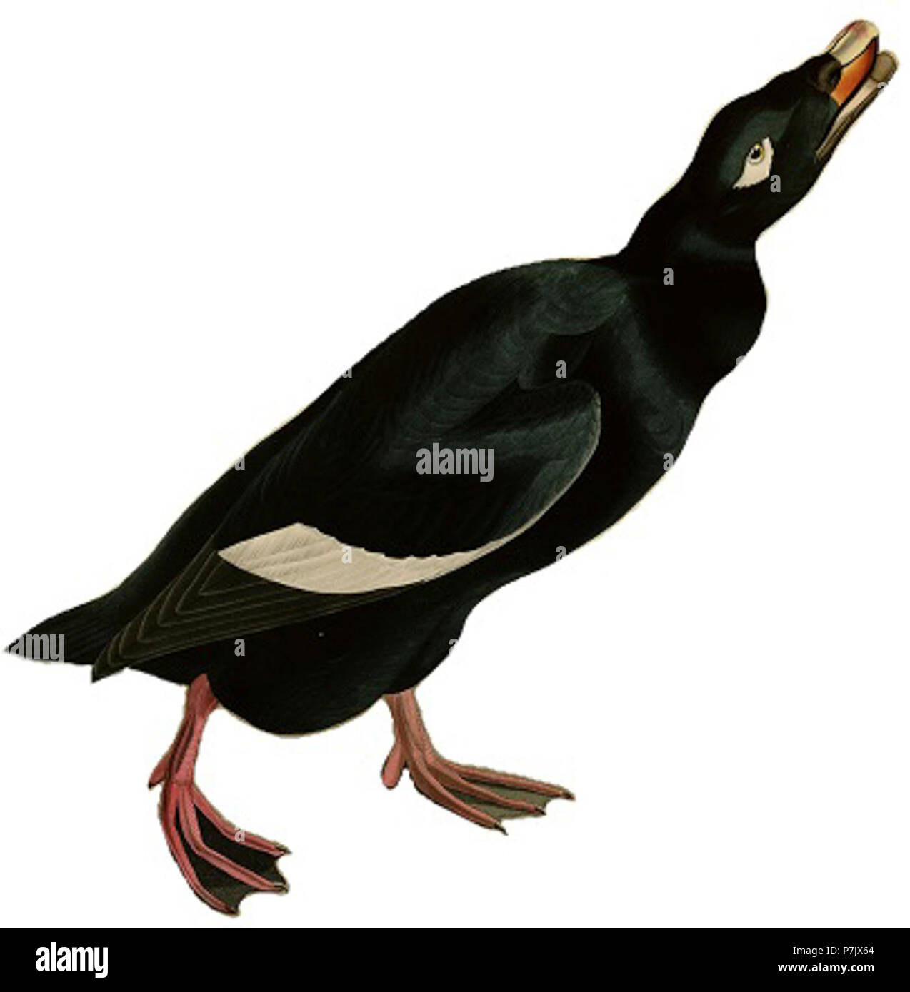 Velvet duck hi-res stock photography and images - Alamy