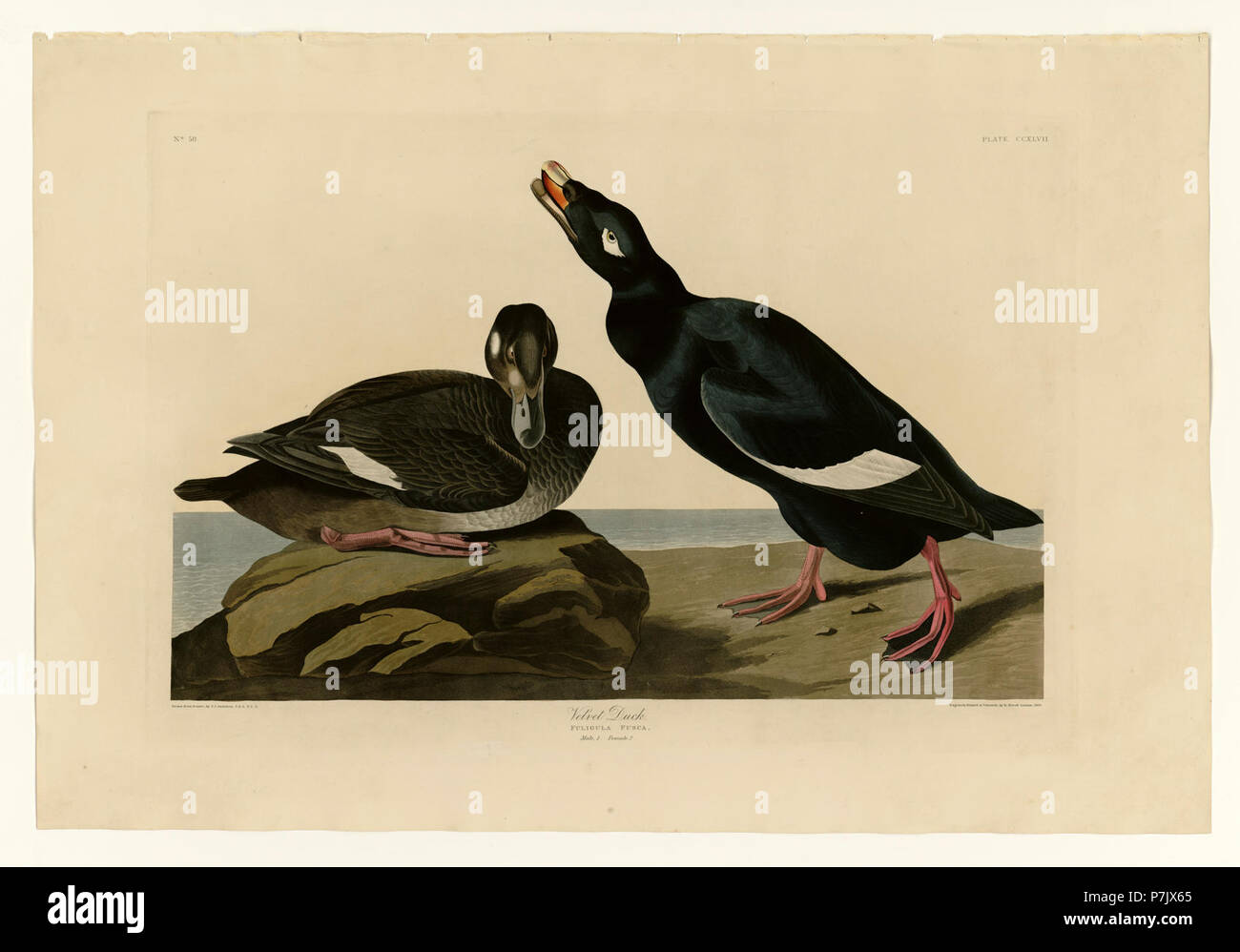 247 Velvet Duck Stock Photo - Alamy