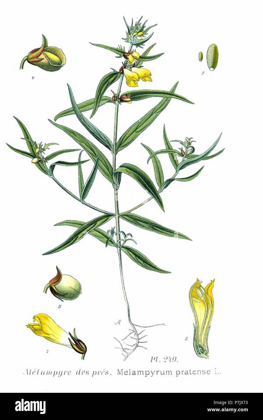 249 Melampyrum pratense L Stock Photo - Alamy