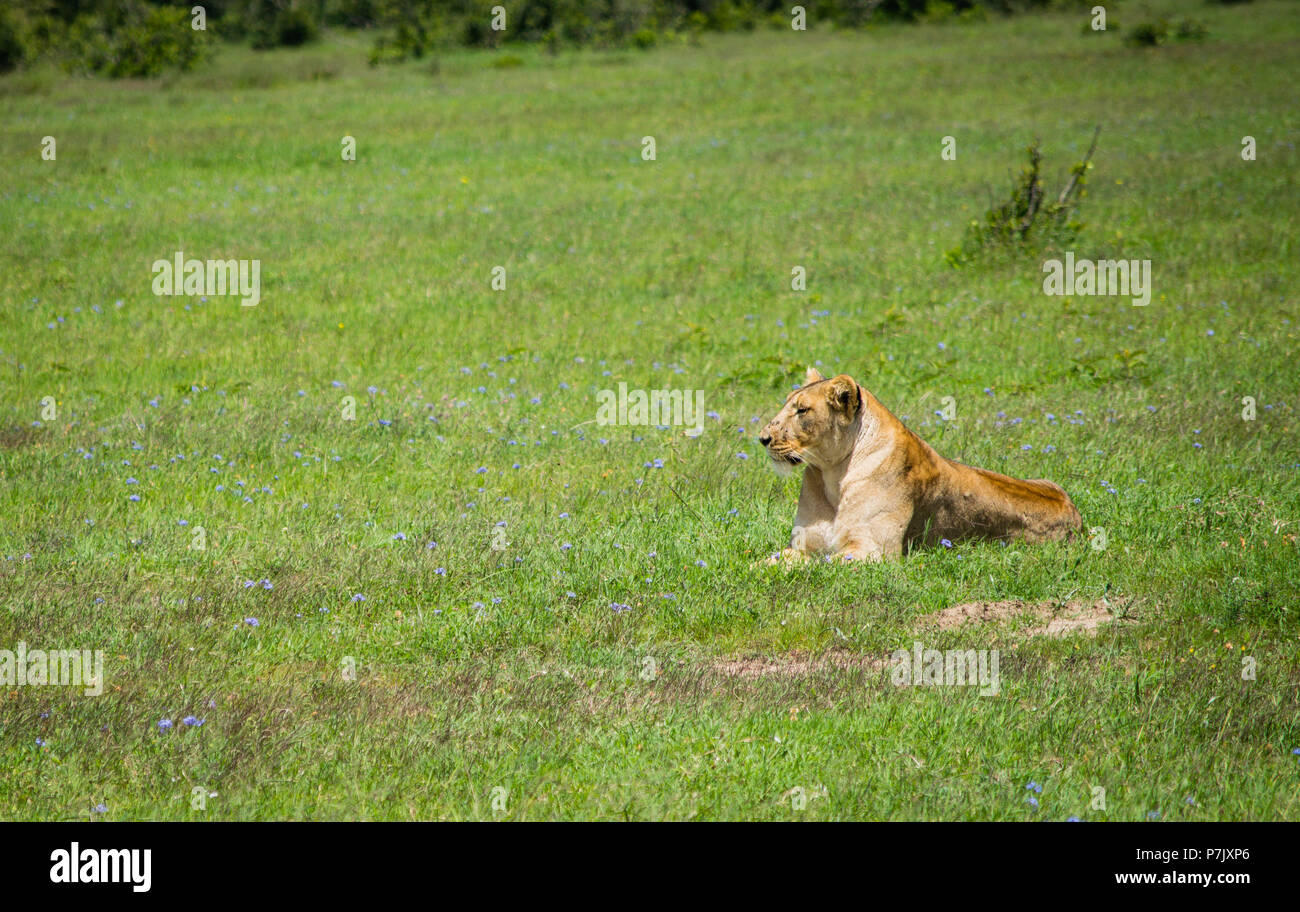 Simba lion hi-res stock photography and images - Alamy