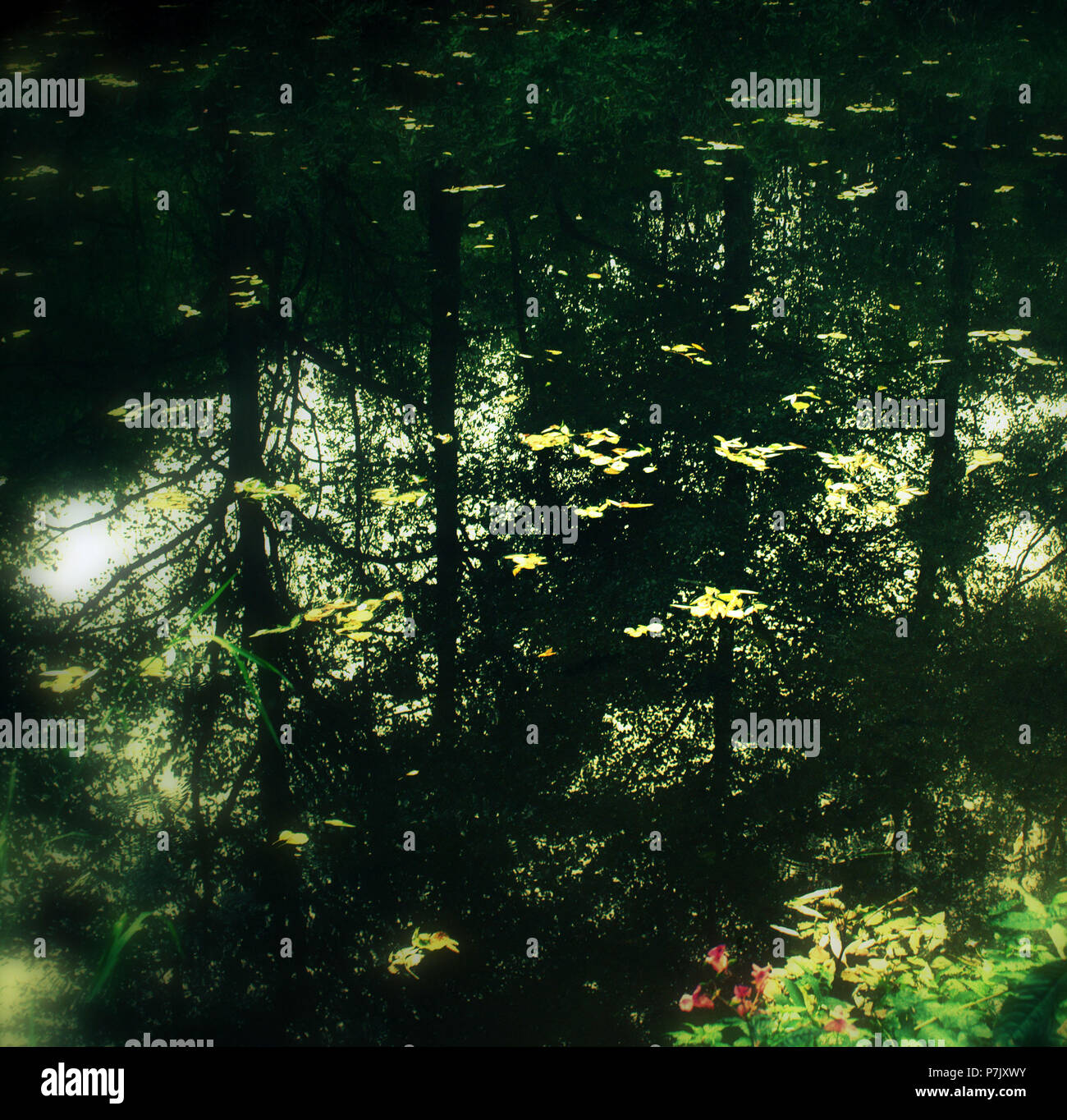 Trees montage hi-res stock photography and images - Alamy