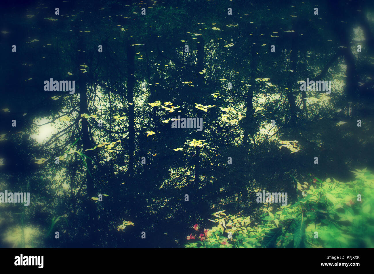 Trees montage hi-res stock photography and images - Alamy