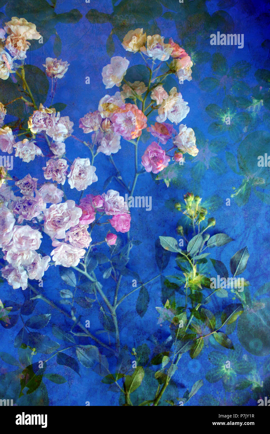 composing, flowers, blossoms, color filter, blue Stock Photo - Alamy