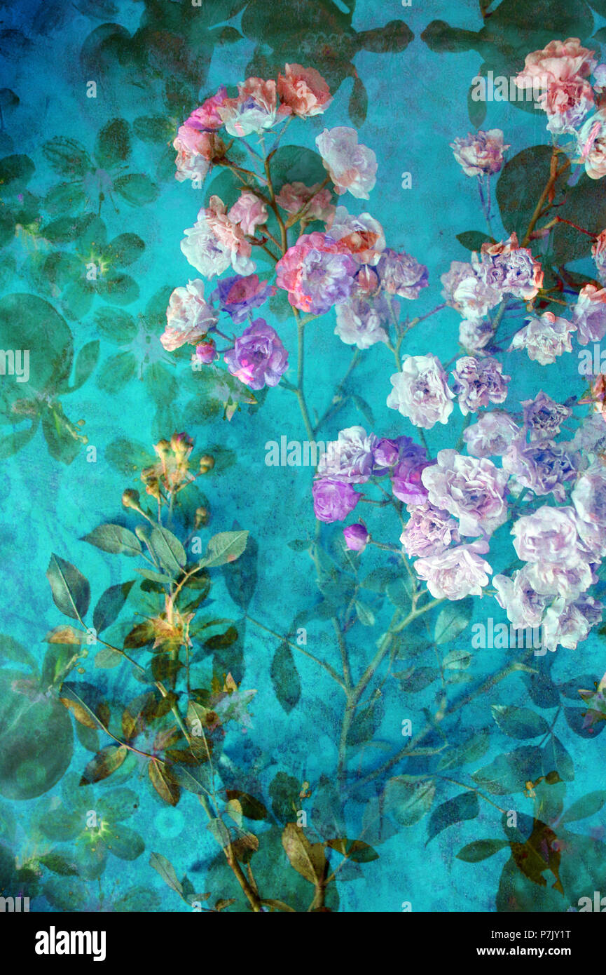 Different color roses hi-res stock photography and images - Alamy