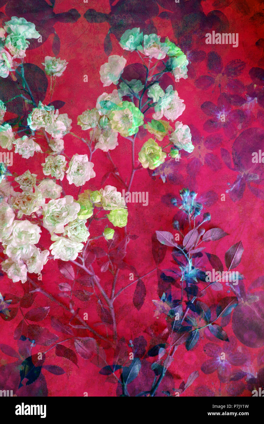 Different color roses hi-res stock photography and images - Alamy