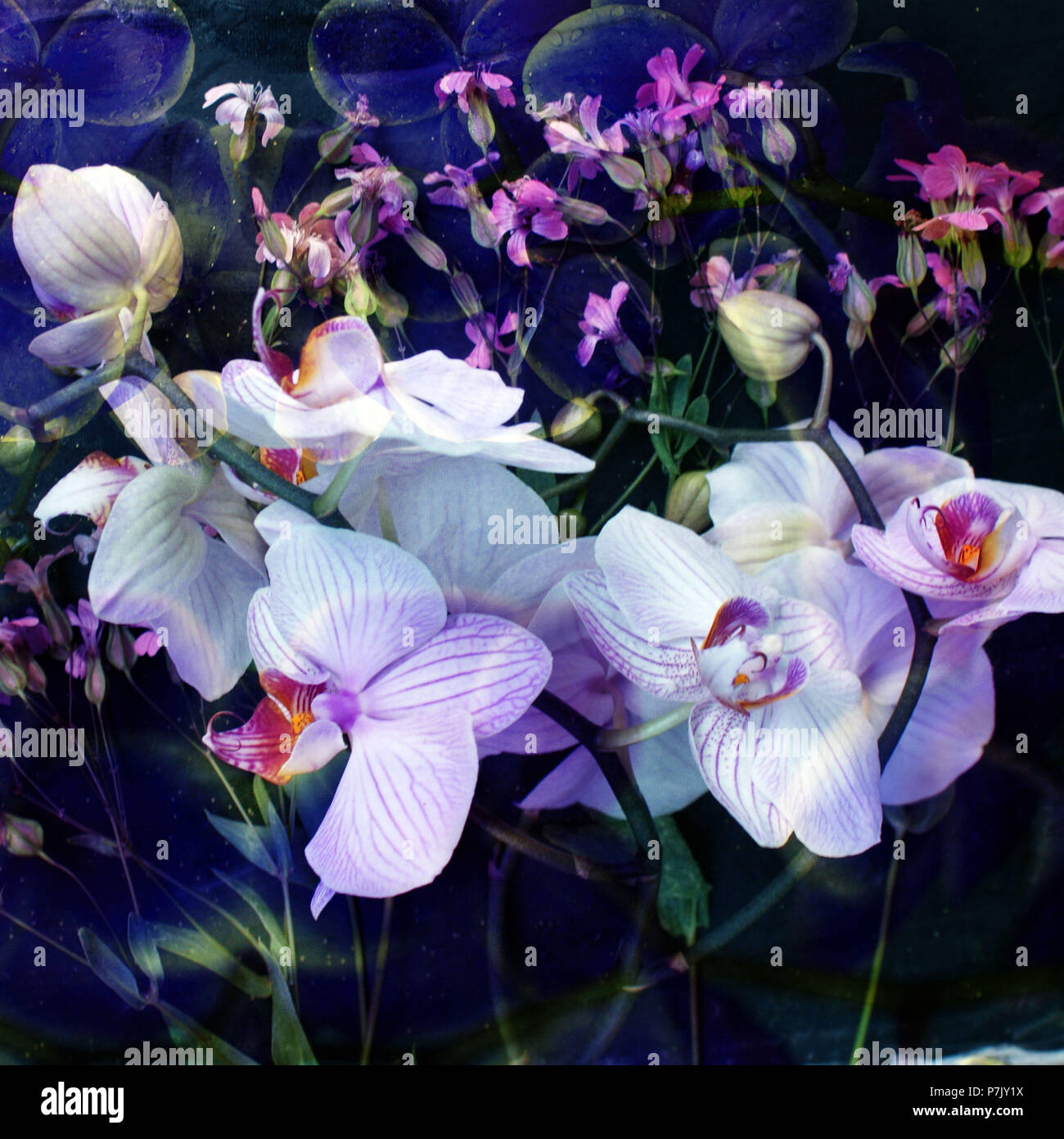 Blossoms orchid branch hi-res stock photography and images - Alamy