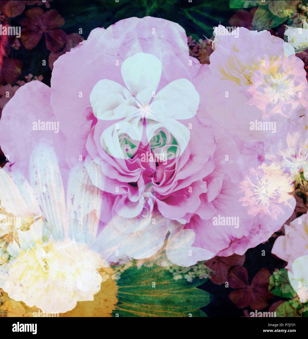composing, flowers, different, detail Stock Photo - Alamy