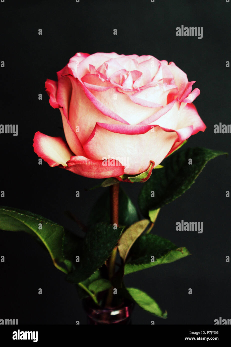 Bichrome blossom hi-res stock photography and images - Alamy