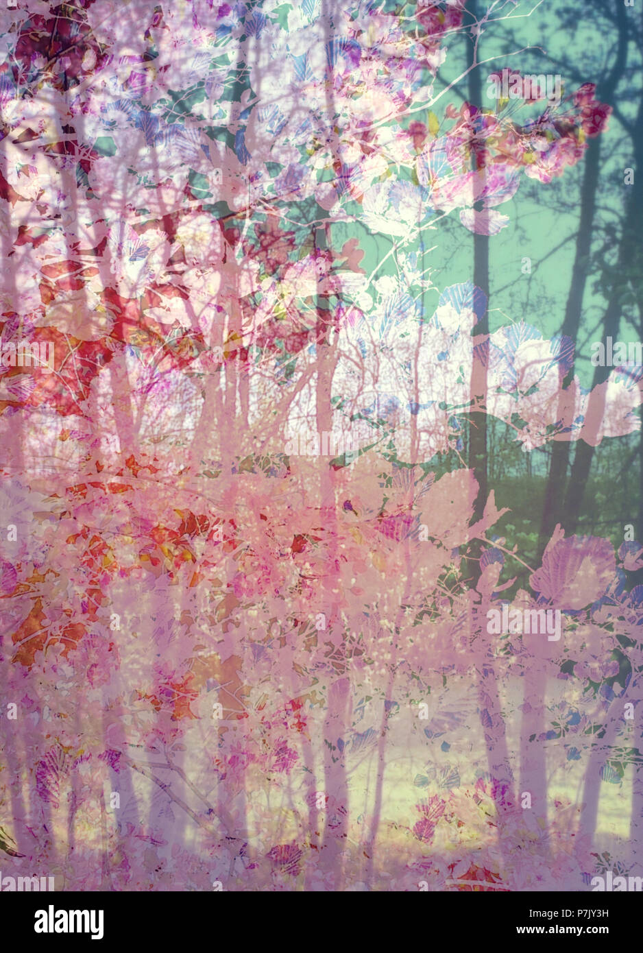 Shrubs of various colors hi-res stock photography and images - Alamy