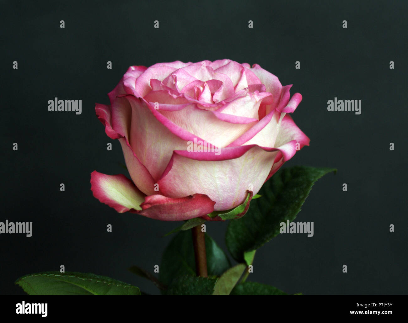 Bichrome blossom hi-res stock photography and images - Alamy