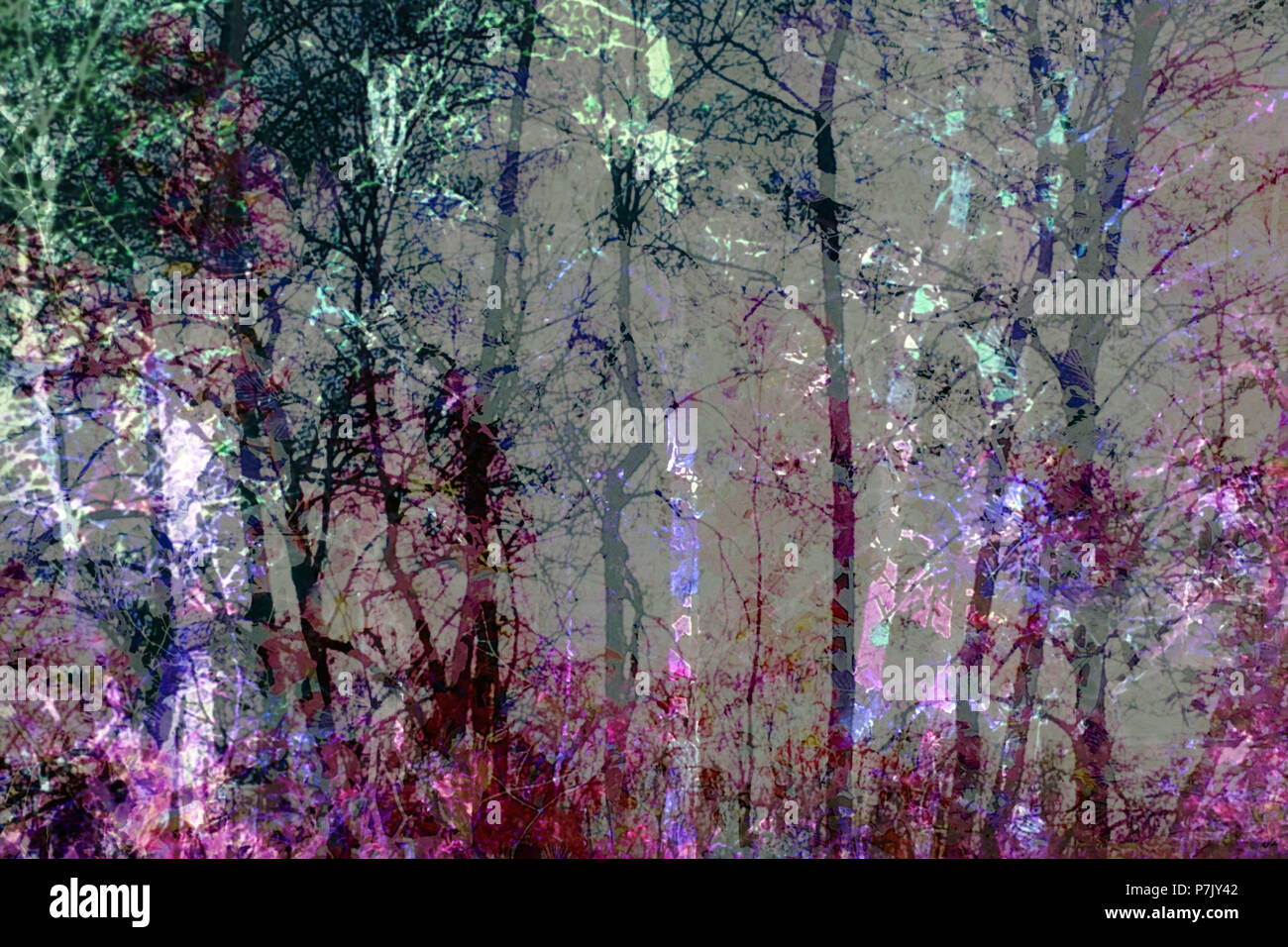 composing, trees, branches, color filter Stock Photo - Alamy