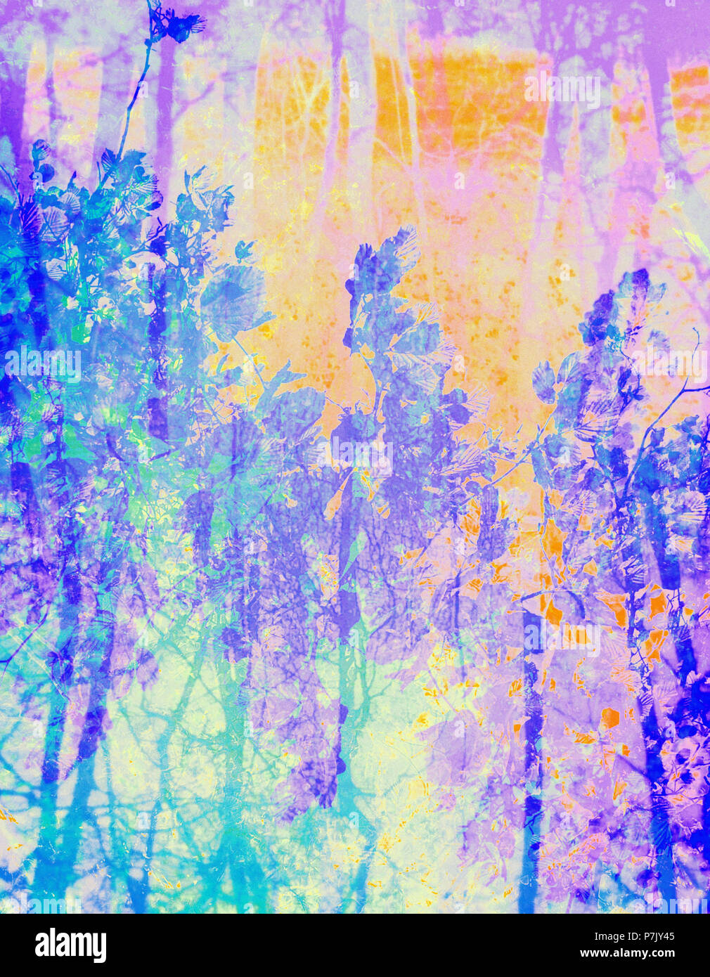 composing, trees, branches, color filter Stock Photo - Alamy