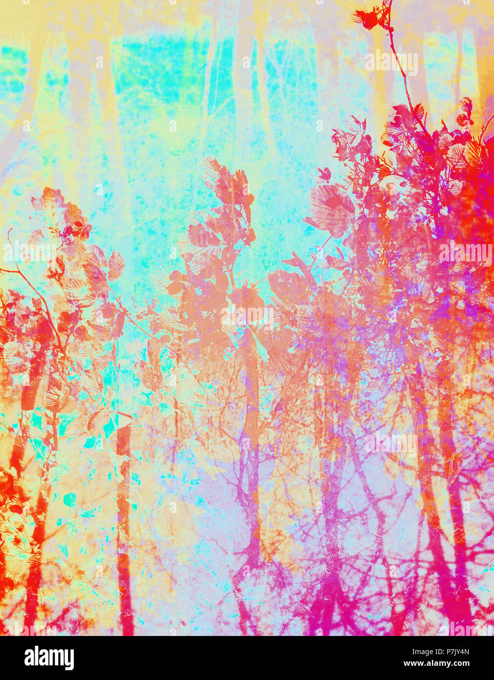 composing, trees, branches, color filter Stock Photo - Alamy