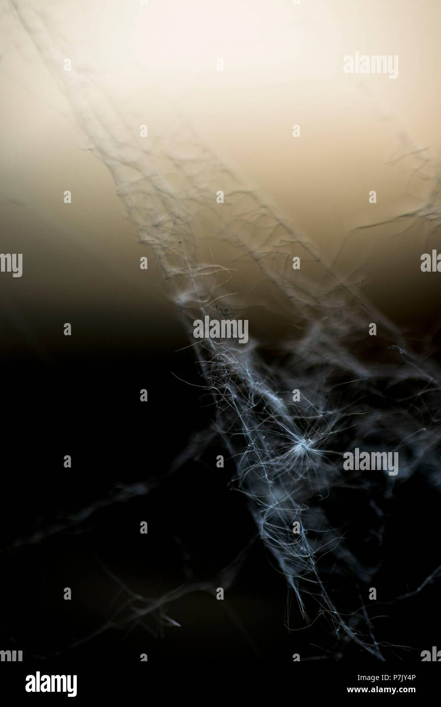 Old spider web in back light hi-res stock photography and images - Alamy