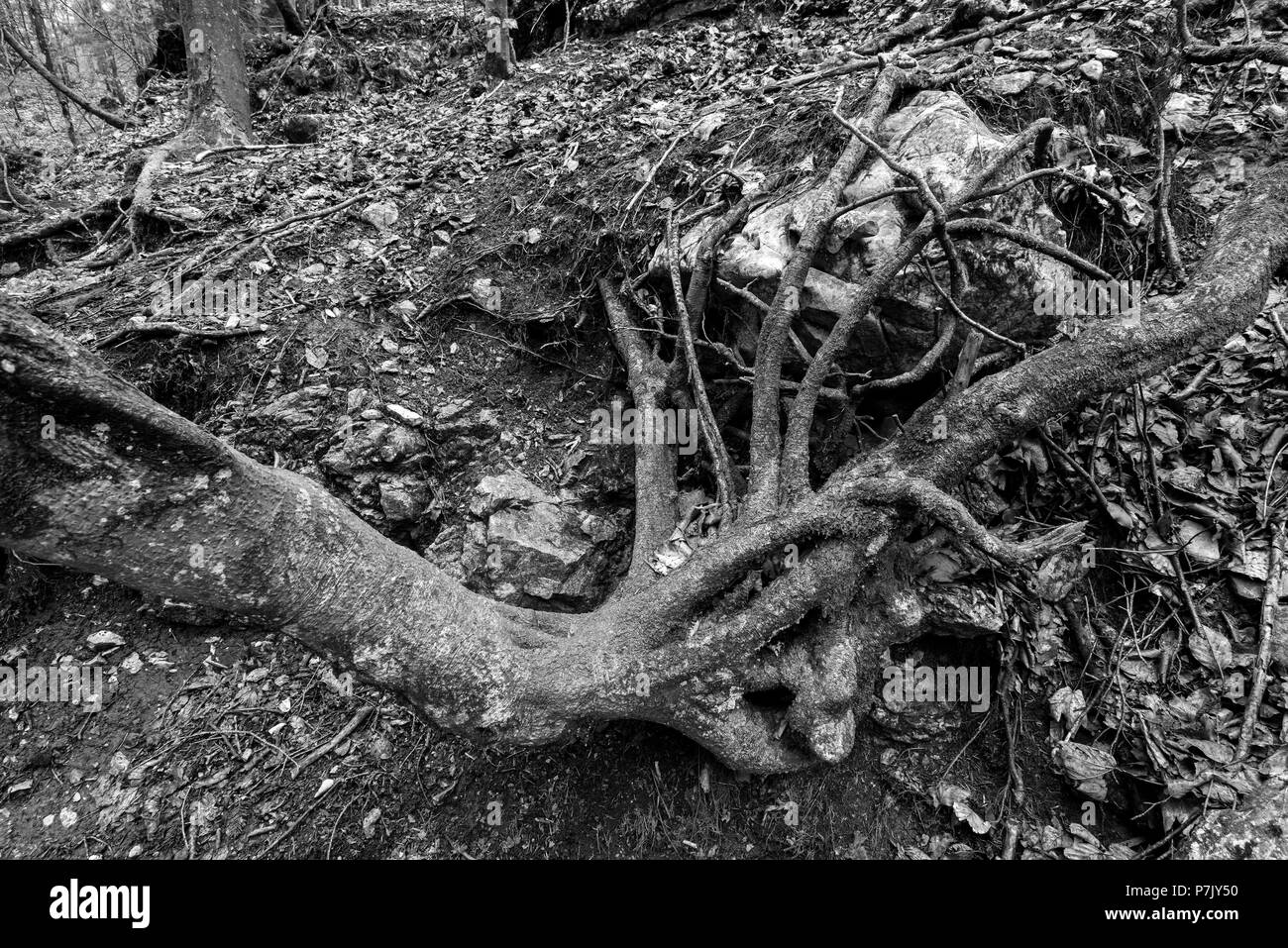 Roots of a tree entwining a boulder at the abyss of a wooded slope ...