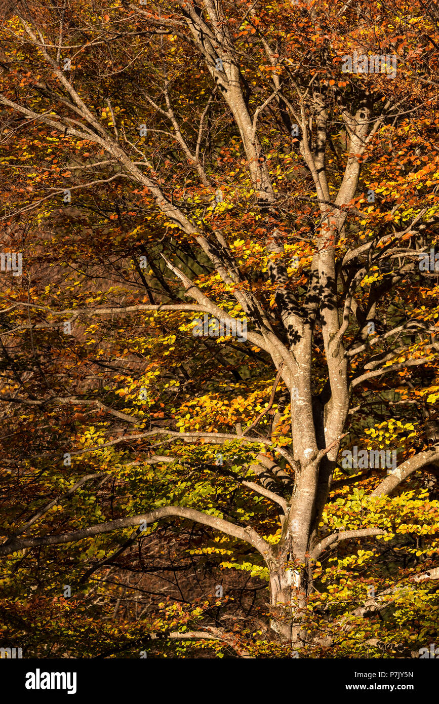 Beech tree in autumn Stock Photo - Alamy