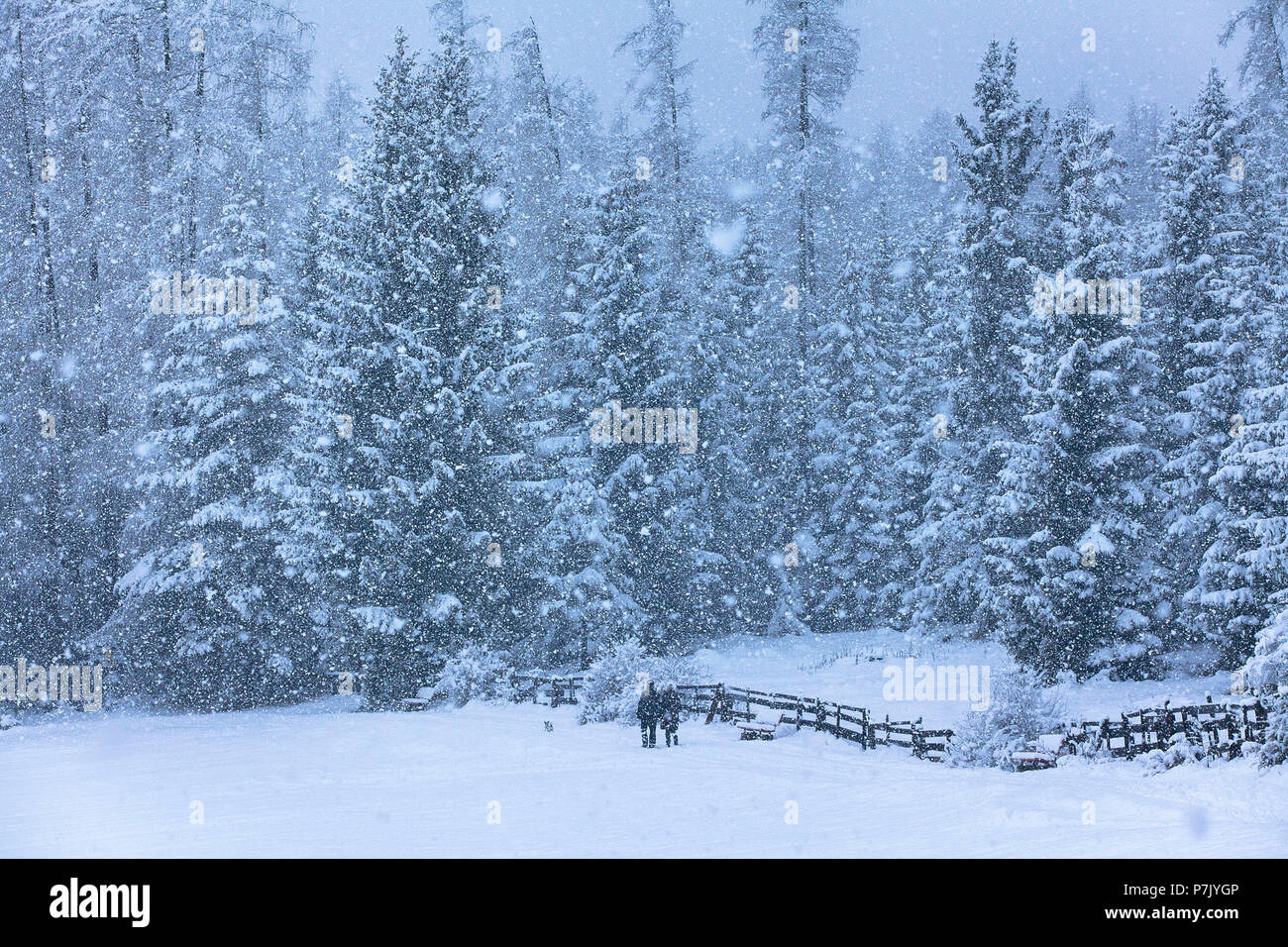 Winter walk with snowfall Stock Photo - Alamy
