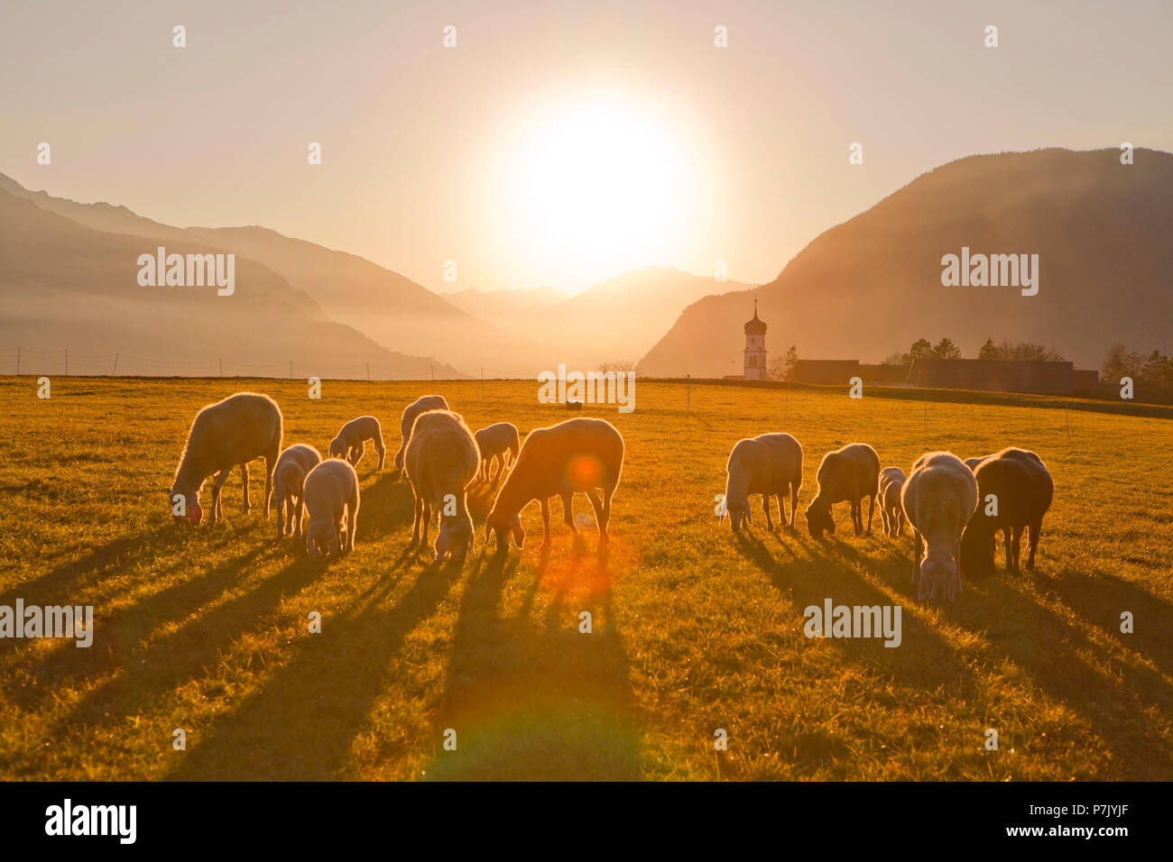 Austria, Tyrol, sheep in Mieming Stock Photo - Alamy
