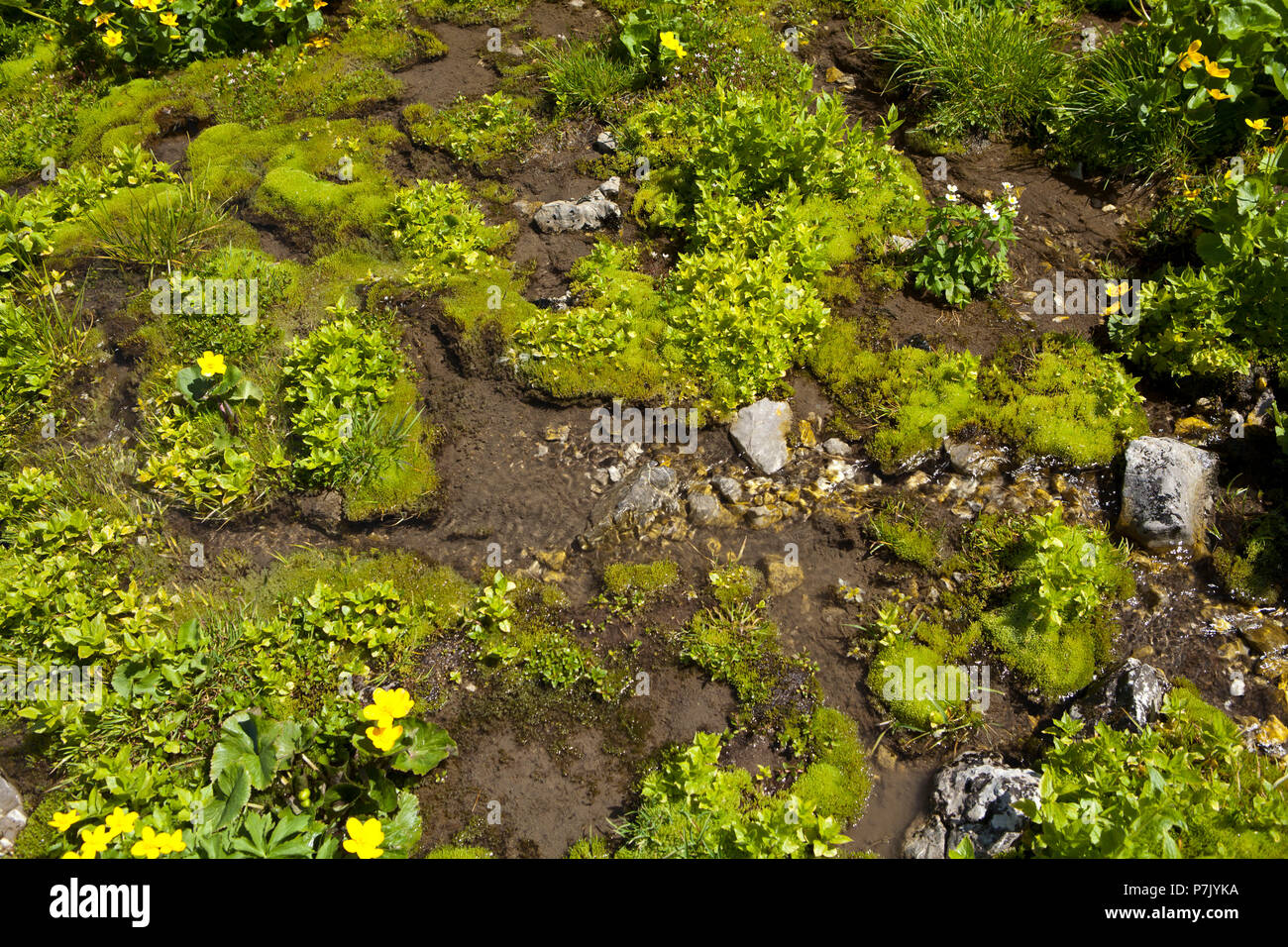 Meadow with moss, marsh marigolds and wood anemones Stock Photo - Alamy