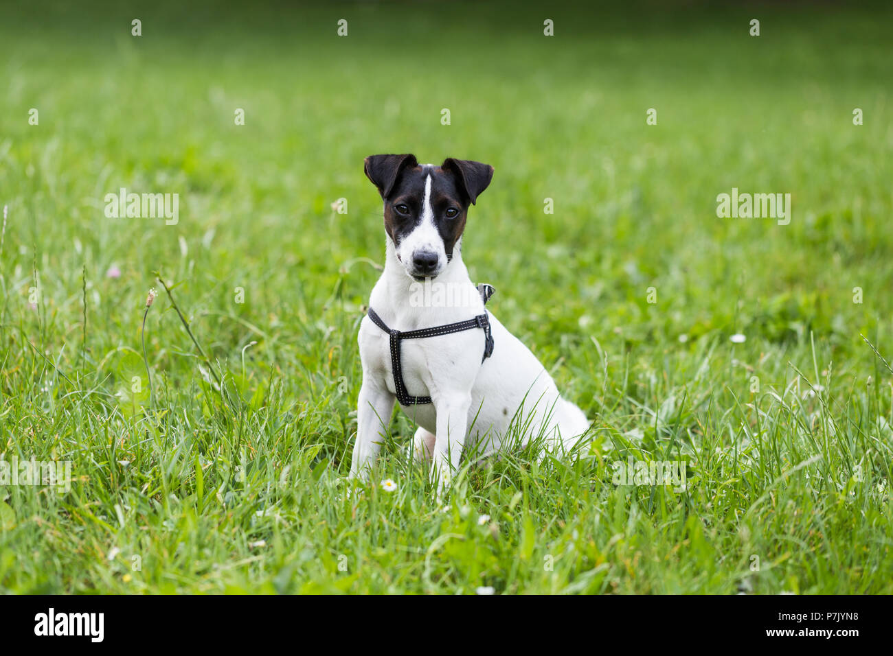 Portrait of cute dog Jack Russell Terrier sitting in the nature Stock ...