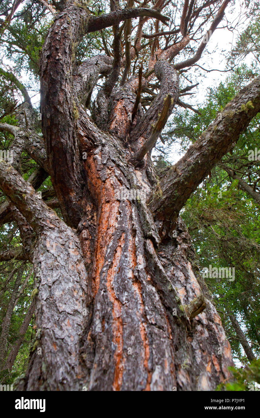 Knotty pine hi-res stock photography and images - Alamy