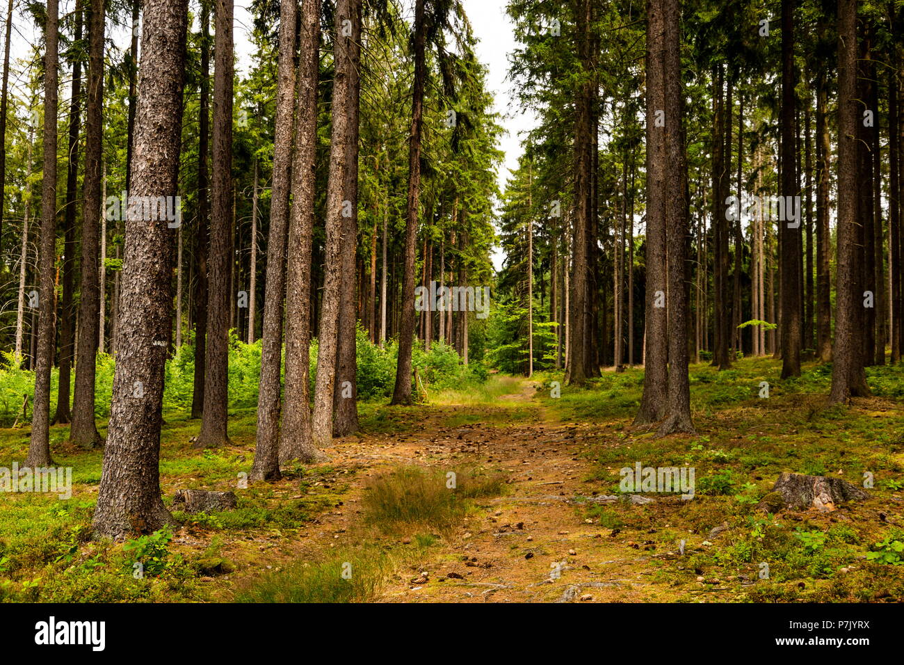 Czech summer hi-res stock photography and images - Alamy