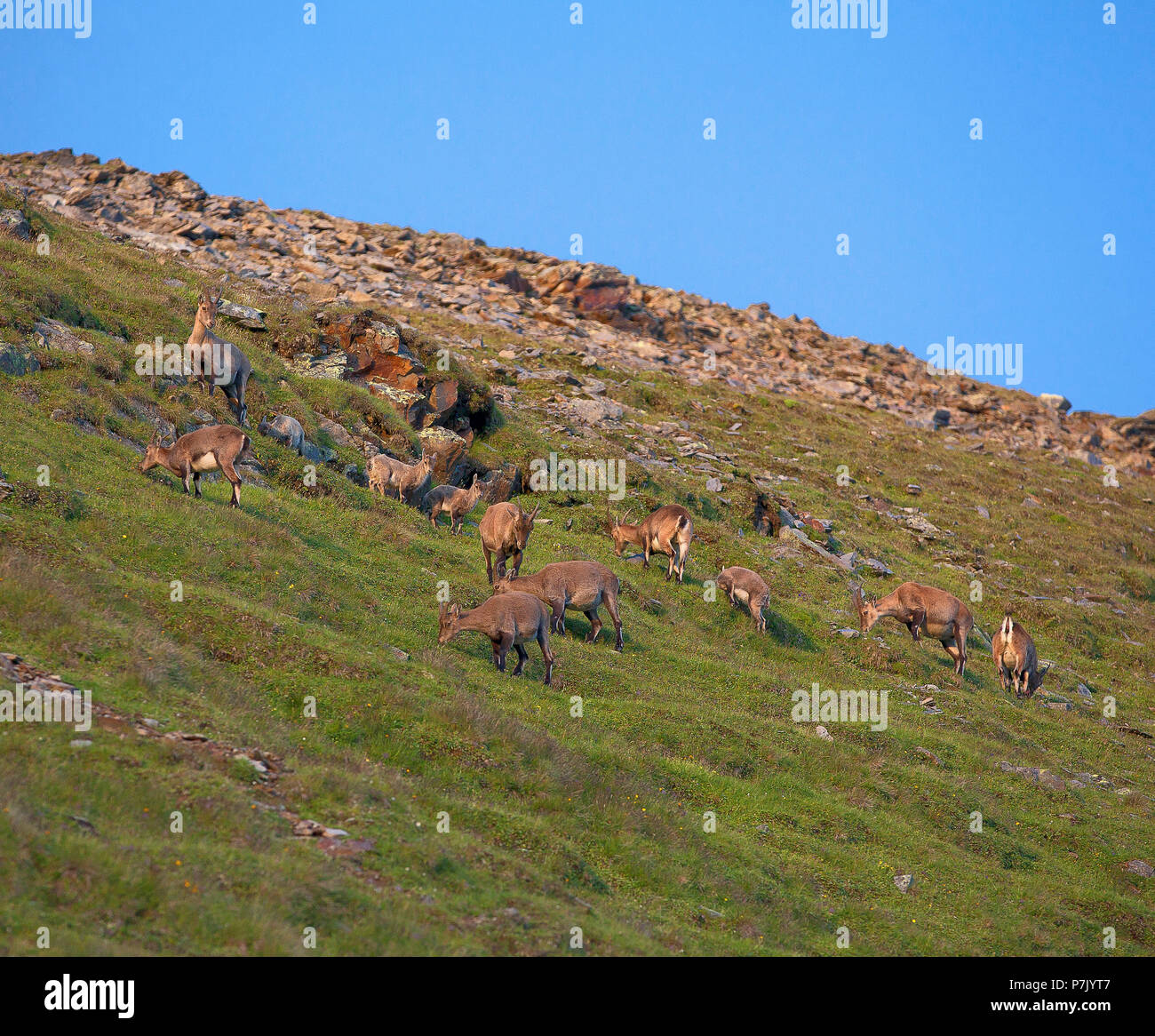Wild animals alps hi-res stock photography and images - Alamy