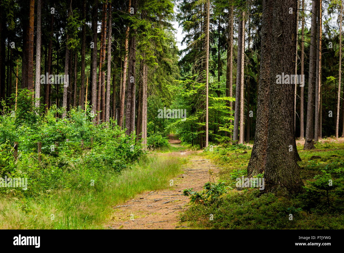 Czech summer hi-res stock photography and images - Alamy